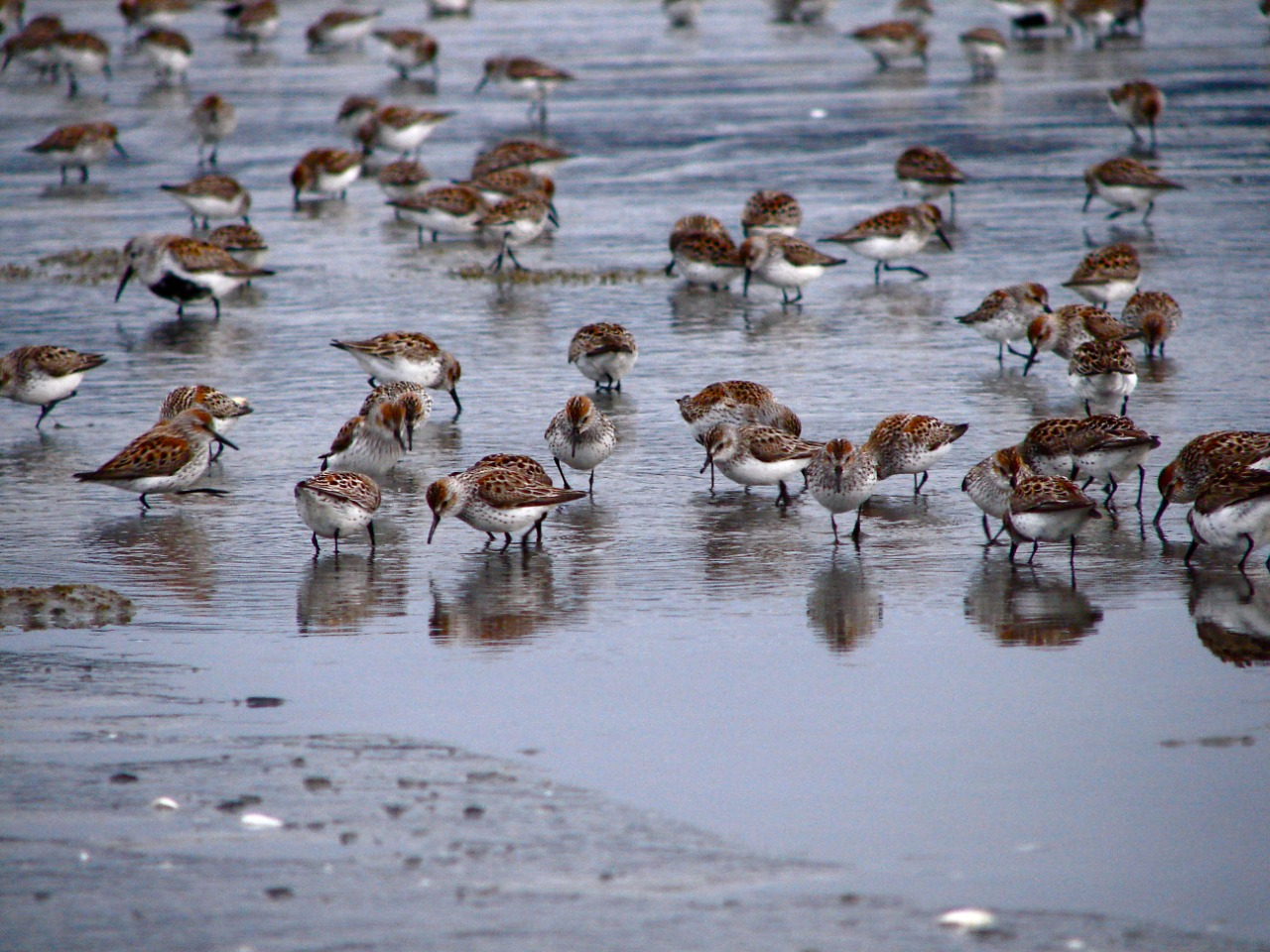 Migratory Shorebird Project – Connecting Communities across the Americas from Alaska to Chile