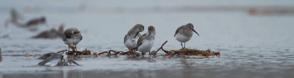 Pacific Flyway Shorebird Survey (PFSS) – Migratory Shorebird Project